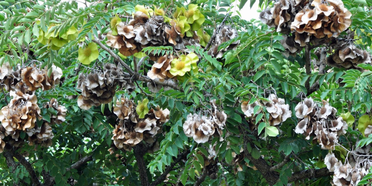 Umbila – WTS TRADING LLC